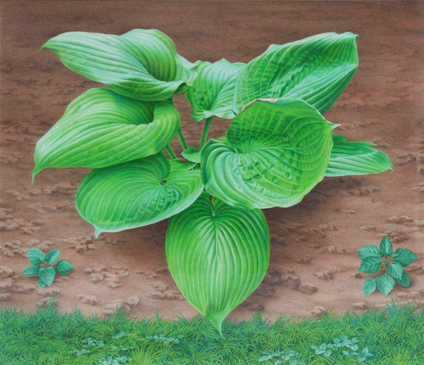 Hosta | Loch Gallery